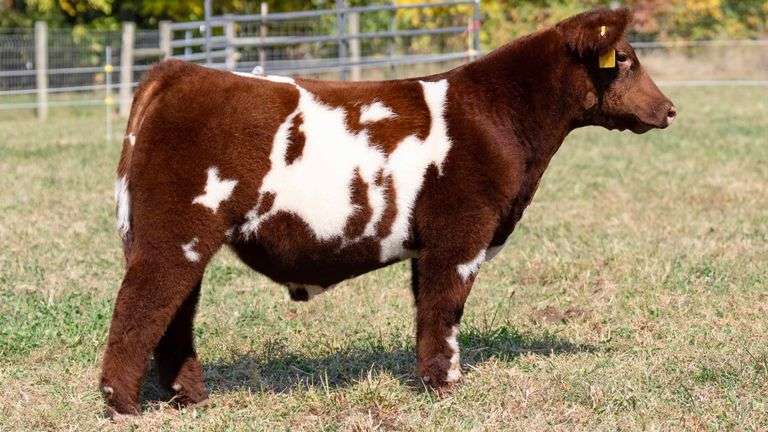 TAG 46 STEER - SteerBidder