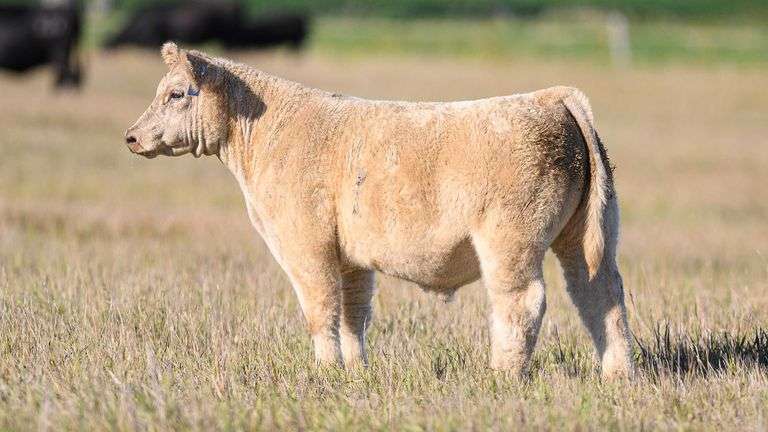 TAG 6 STEER - SteerBidder