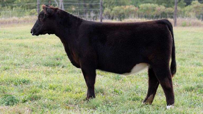 TAG 95 HEIFER - SteerBidder