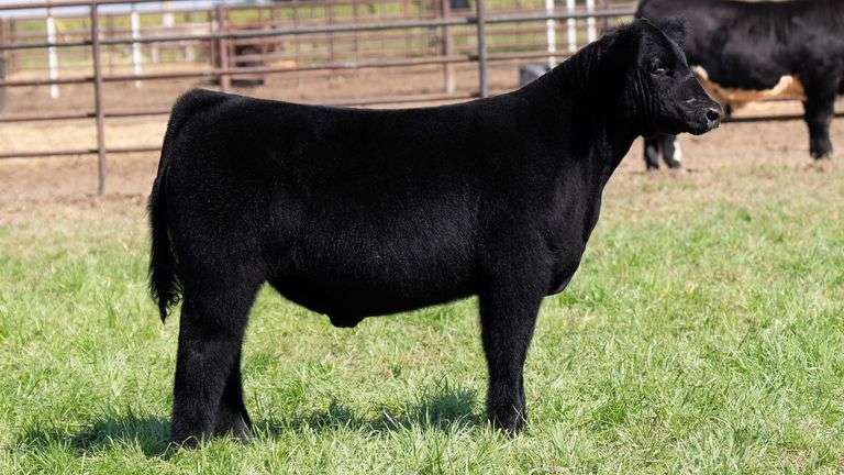 TAG 117 STEER - SteerBidder