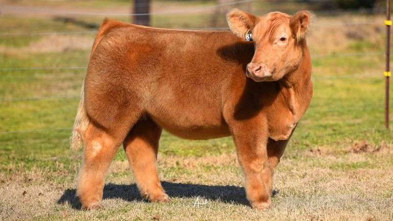 TAG 818 STEER - SteerBidder
