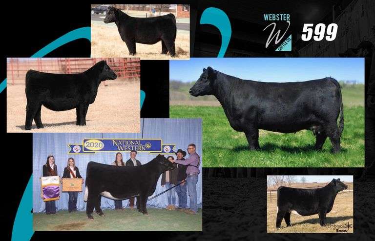 599 X BOE EPIC EMBRYOS - SteerBidder