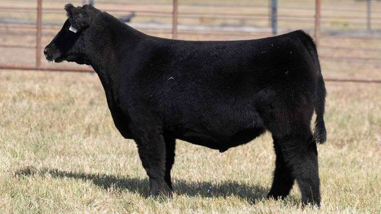 MILLER CATTLE TAG 3 STEER - SteerBidder