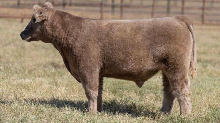 MILLER CATTLE TAG 16 STEER - SteerBidder
