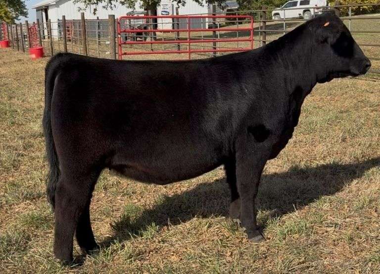TAG 5 HEIFER - SteerBidder