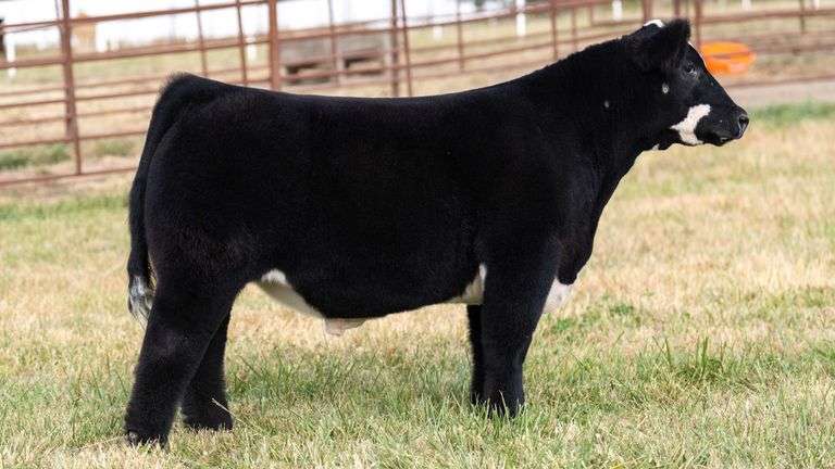 FERGUSON TAG 150 STEER - SteerBidder