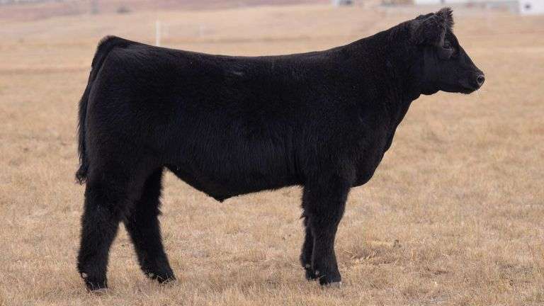 TSS TAG 0/16-E STEER - SteerBidder