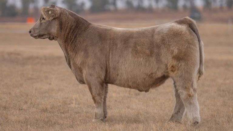 TSS TAG 0/75-E STEER - SteerBidder