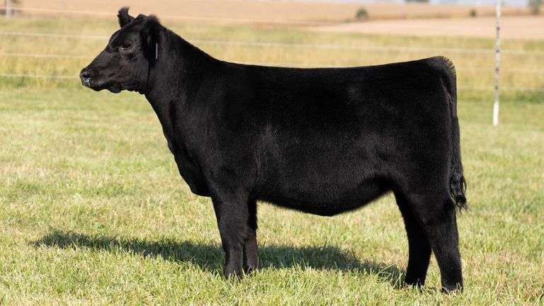 TAG 3 HEIFER - SteerBidder