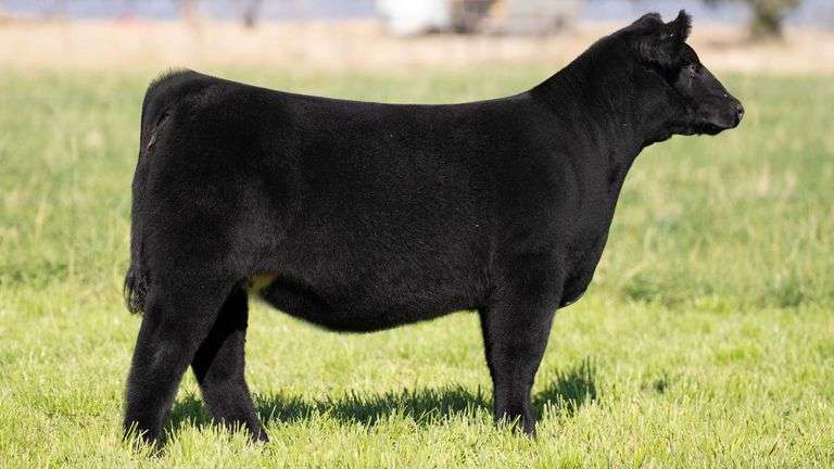 TAG 1 HEIFER - SteerBidder