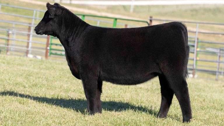 ENGLAND TAG 57 HEIFER - SteerBidder