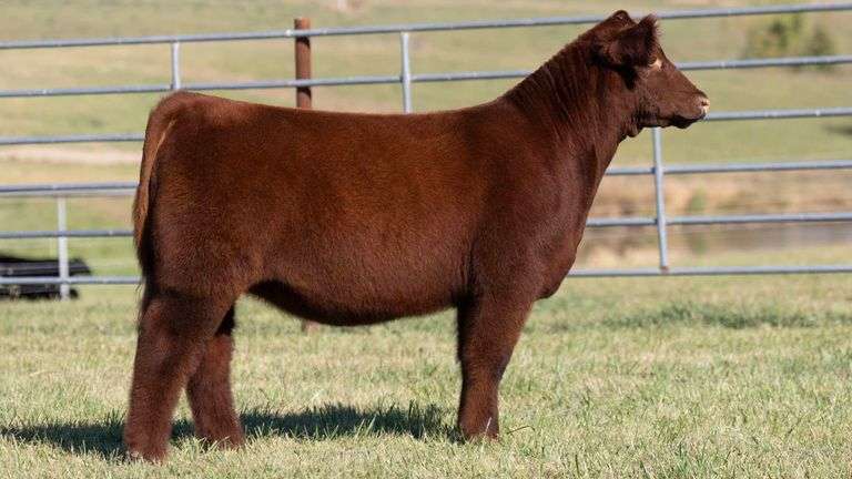 ENGLAND TAG 55 HEIFER - SteerBidder