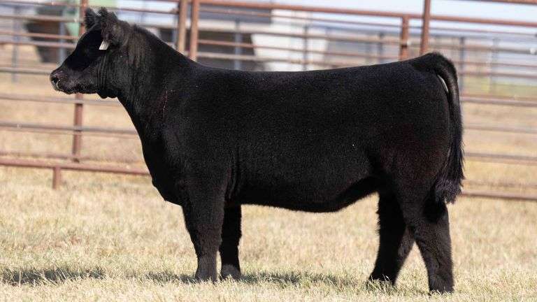 MILLER CATTLE TAG 12 HEIFER - SteerBidder