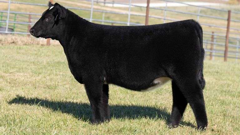 ENGLAND TAG 56 HEIFER - SteerBidder