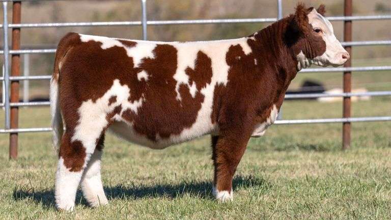 ENGLAND TAG 49 HEIFER - SteerBidder