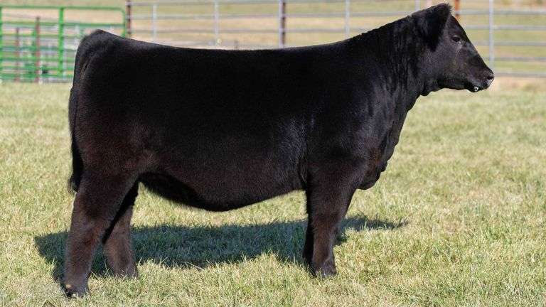 ENGLAND TAG 53 HEIFER - SteerBidder