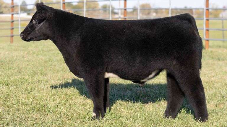 ENGLAND TAG 38 STEER - SteerBidder