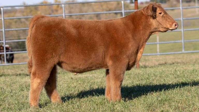 ENGLAND TAG 39 STEER - SteerBidder