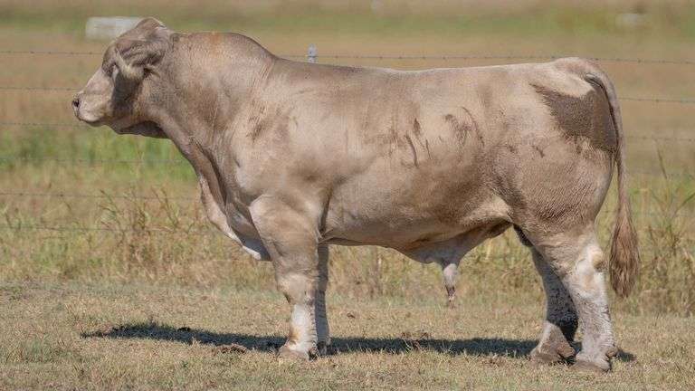 TRUST 287 BULL - SteerBidder