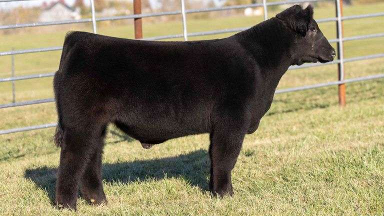 ENGLAND TAG 40 STEER - SteerBidder