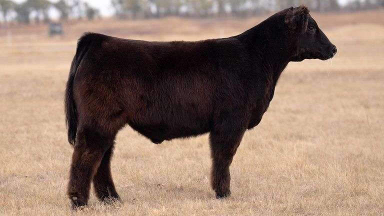 TSS TAG 720 STEER - SteerBidder