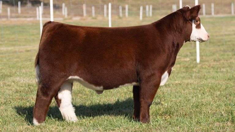 GRAVES TAG 28 STEER - SteerBidder