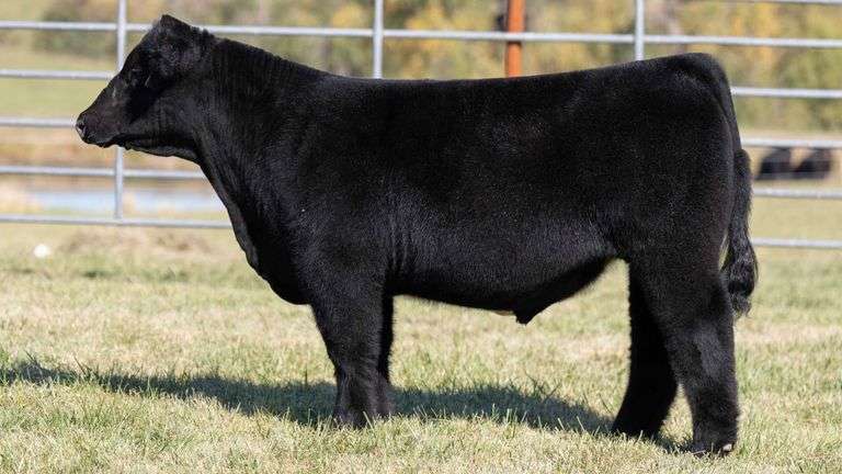 ENGLAND TAG 43 STEER - SteerBidder