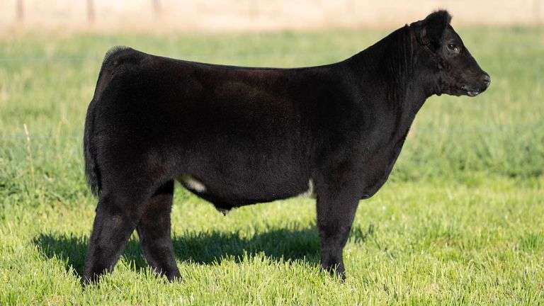 TAG 8 STEER - SteerBidder