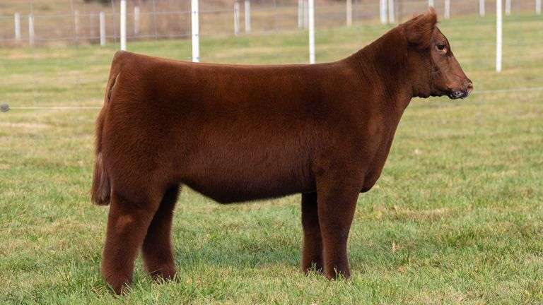 GRAVES TAG 42 HEIFER - SteerBidder
