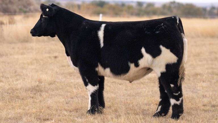 TSS TAG 79B-H STEER - SteerBidder