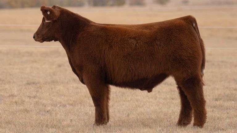 TSS TAG 7/35-N STEER - SteerBidder