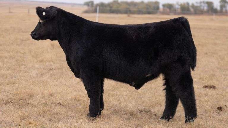 TSS TAG 0/60-F STEER - SteerBidder