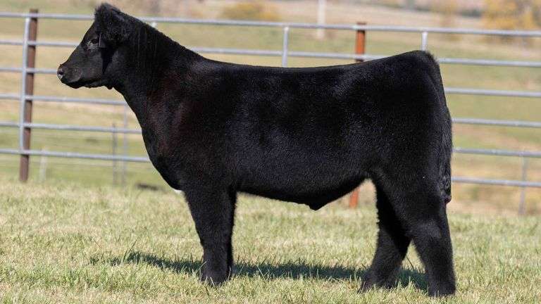 ENGLAND TAG 41 STEER - SteerBidder