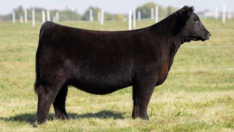 TAG 15 - HIGH CHI HEIFER - SteerBidder