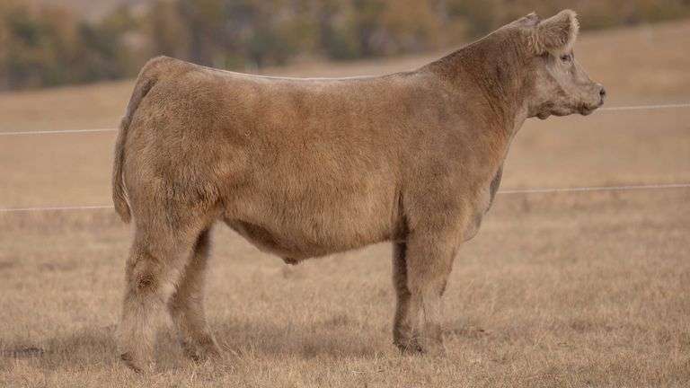 TSS TAG 0/75-B STEER - SteerBidder