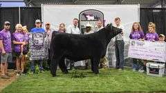 ENGLAND TAG 33 STEER - SteerBidder