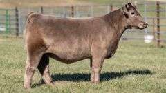 ENGLAND TAG 61 HEIFER - SteerBidder