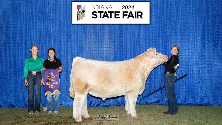 FOUCH 588 UNIQUE X MATERNAL MADE EMBRYOS - SteerBidder