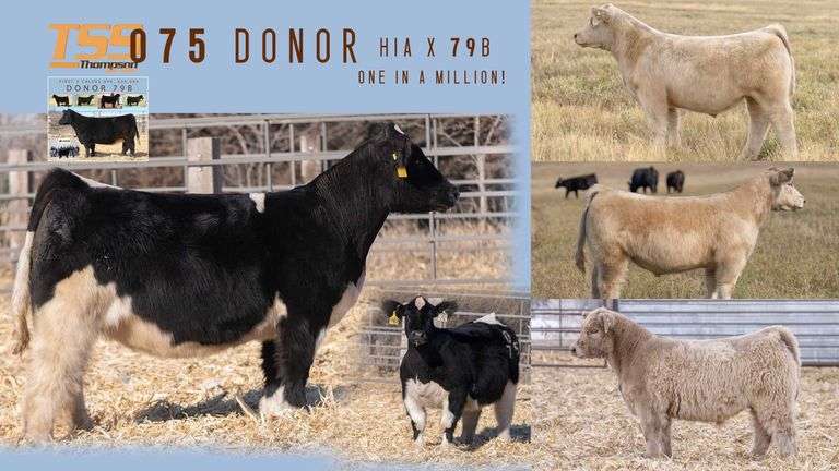 TSS TAG 0/75-C STEER - SteerBidder