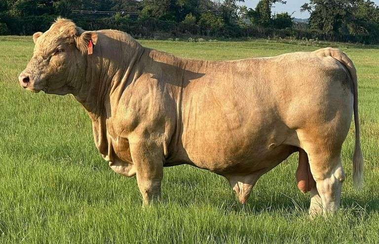 1 UNIT OF CM SEXED MALE - SteerBidder