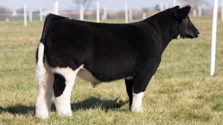 RCC TAG 115 - STEER - SteerBidder