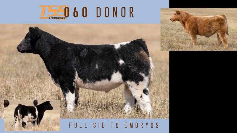 TSS TAG 0/60-F STEER - SteerBidder