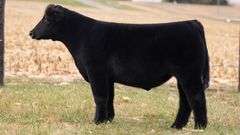 WILSON TAG 55 STEER - SteerBidder