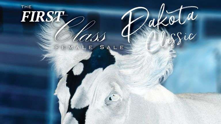 SMITH RED 317 - SteerBidder