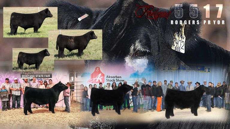 RCC 5517 X HGTA EMBRYOS - SteerBidder