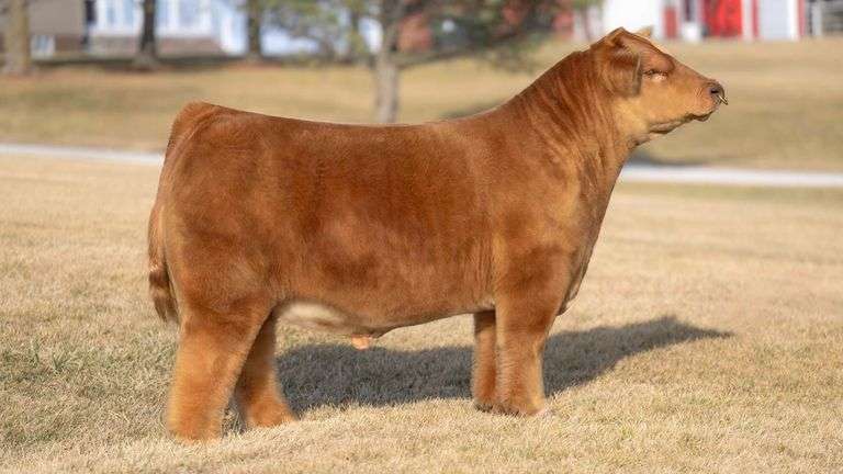 GOLDEN TICKET A SEMEN - SteerBidder