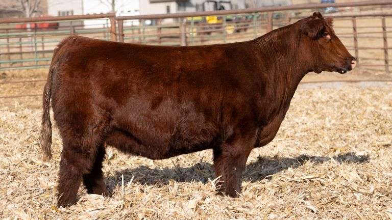 125 CHERRY BOMB X HGTA EMBRYOS - SteerBidder