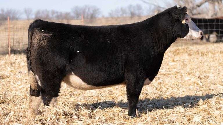 MARK BALL TAG 15 BRED HEIFER - SteerBidder
