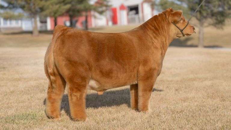 GOLDEN TICKET J SEMEN - SteerBidder