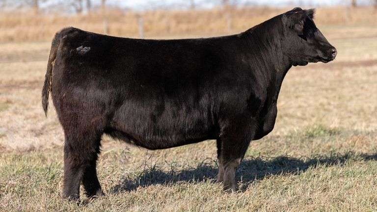 DORIS 320 - SteerBidder